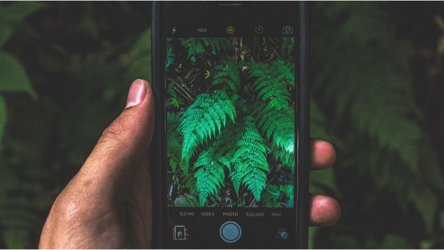 Plant Identifier App Development Cost In 2023 Extern Labs